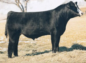 Sires | Frye Cattle